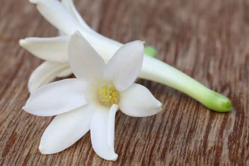 Tuberose | Bottega Profumiera